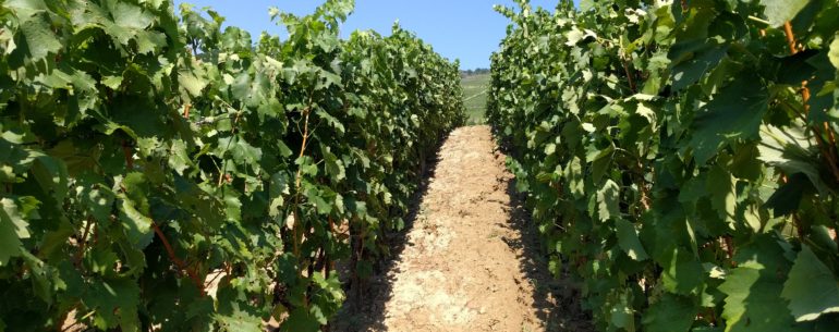 Excursion dans le Tokaj en Hongrie : à la découverte du vin Tokaji